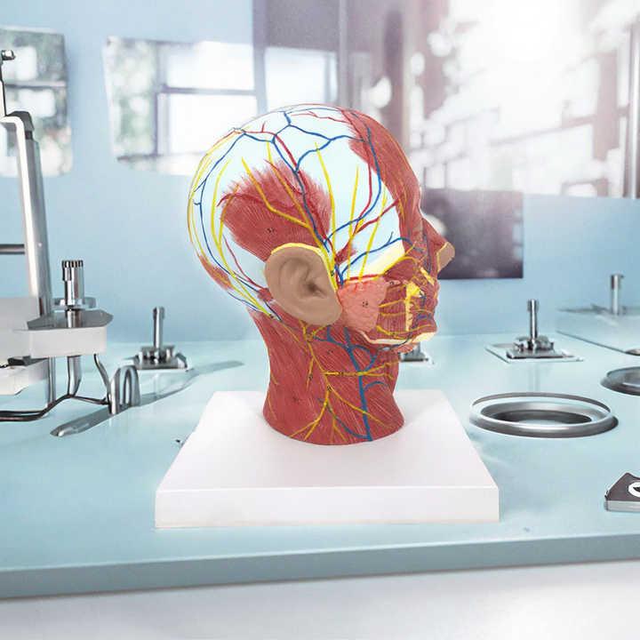 Huichun Brand Superficial Nerve Simulation Head Blood Vessel Model ...