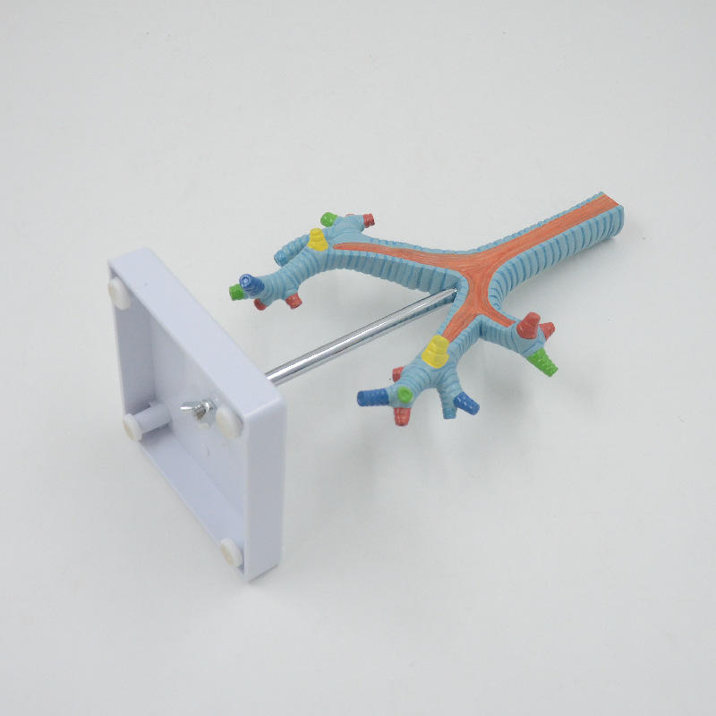 Human Trachea & Bronchi Anatomical Model - Life - Size Medical Teaching ...