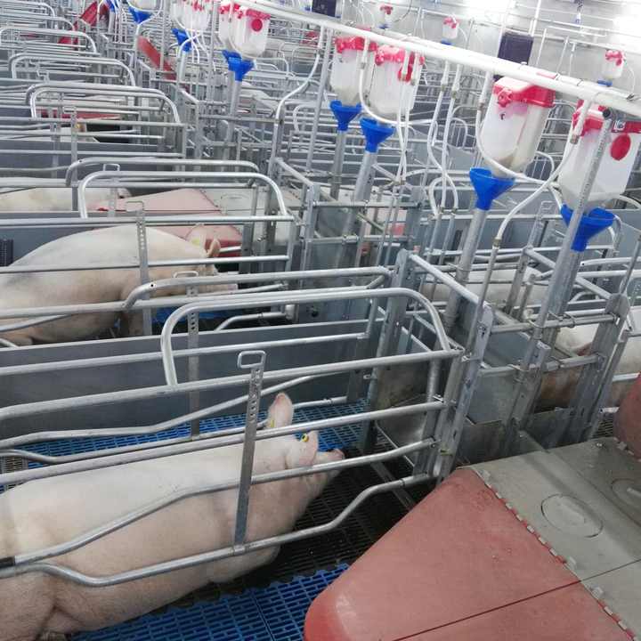 Breeding Pig Farm Desgin Automatic Pig Farming Equipment Pig Farrowing ...