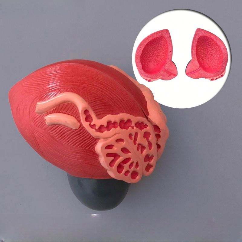 KyrenMed Human Bladder Model with Prostate Anatomical Model 2 Parts 3X ...