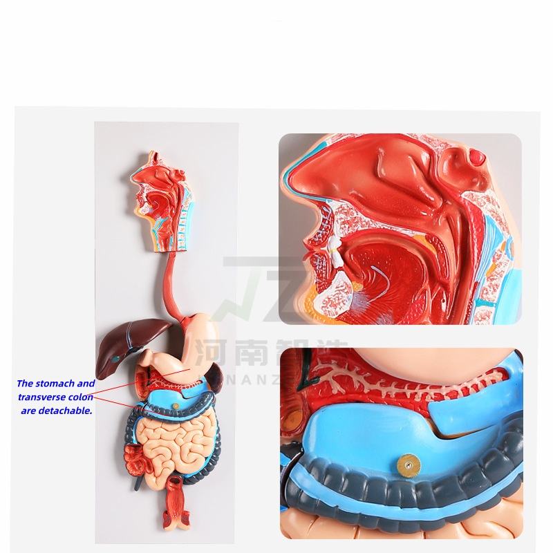 Human Digestive System Model, Coronal Section of Digestive Tract and ...