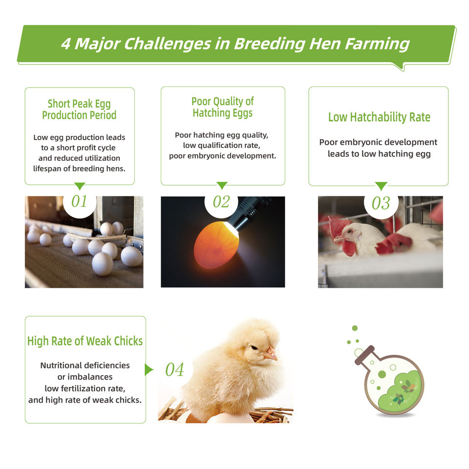 EGDOO Layer Breeder Chicken Feed Full-Compound Feed Grade Amino Acids ...