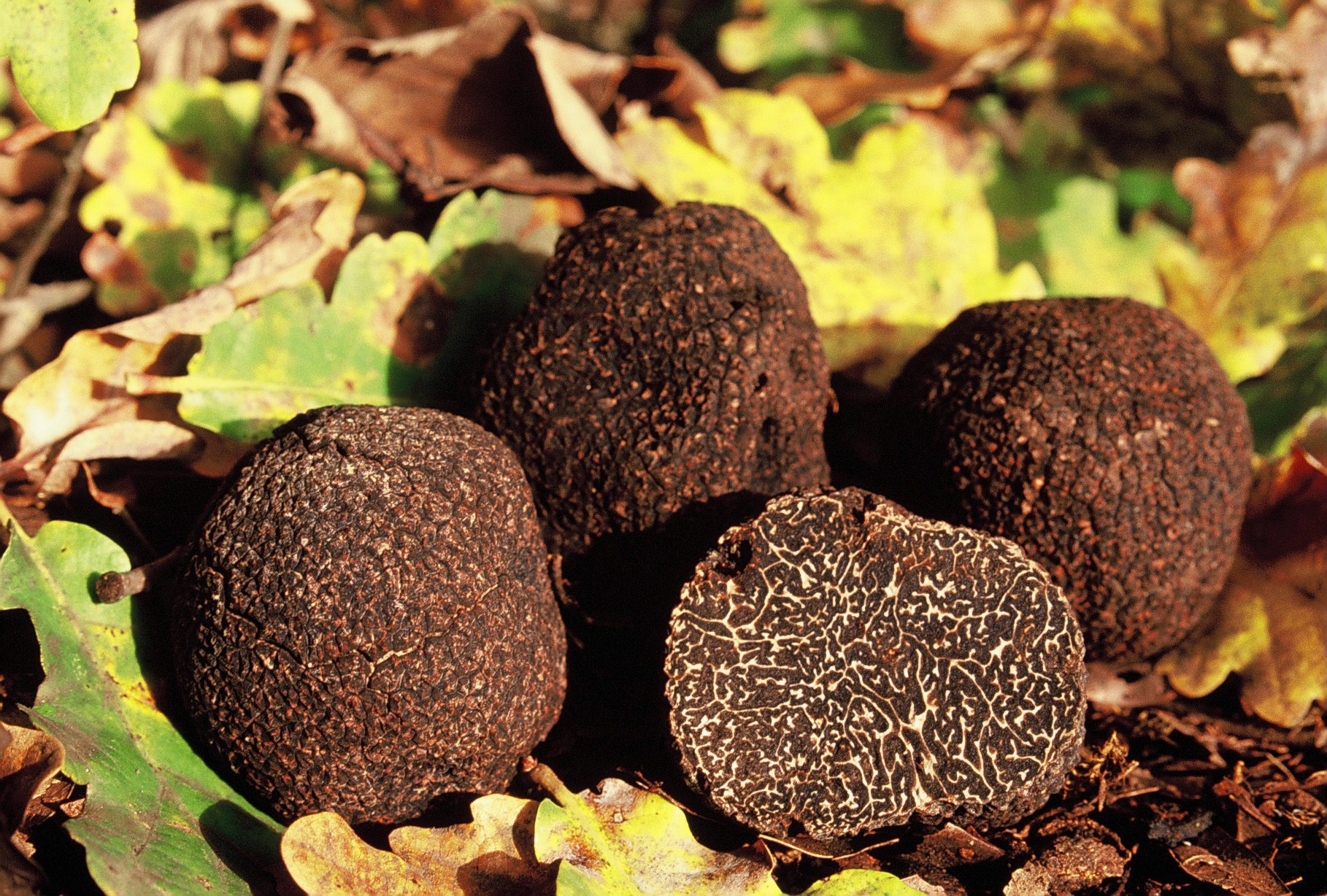How to Choose Fresh Winter Black Truffles: A Complete Buyer's Guide