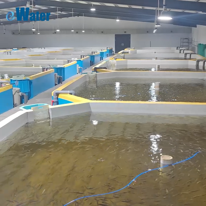 Indoor Recirculating Aquaculture Equipment for Crab Farming