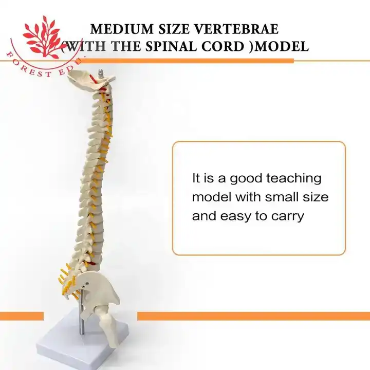 Spine Model Anatomical Rehabilitation Training Sitting Posture 45cm ...
