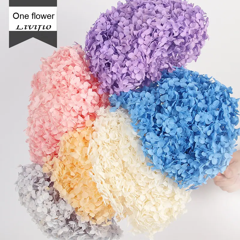 How to Choose the Best Mini Leaf Hydrangea with Seed for Your Garden