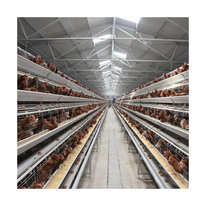 Automatic Poultry Farming - Modern Shed System for Layers