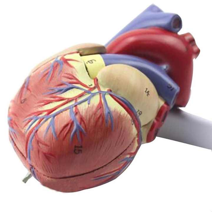 Anatomical Human Heart Model - Educational Teaching Tool