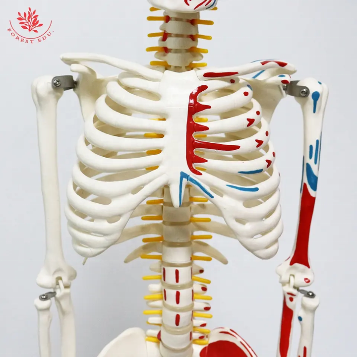 Anatomical Skeleton Model 85cm FRT010 Hanging Half Side Muscle Bone ...