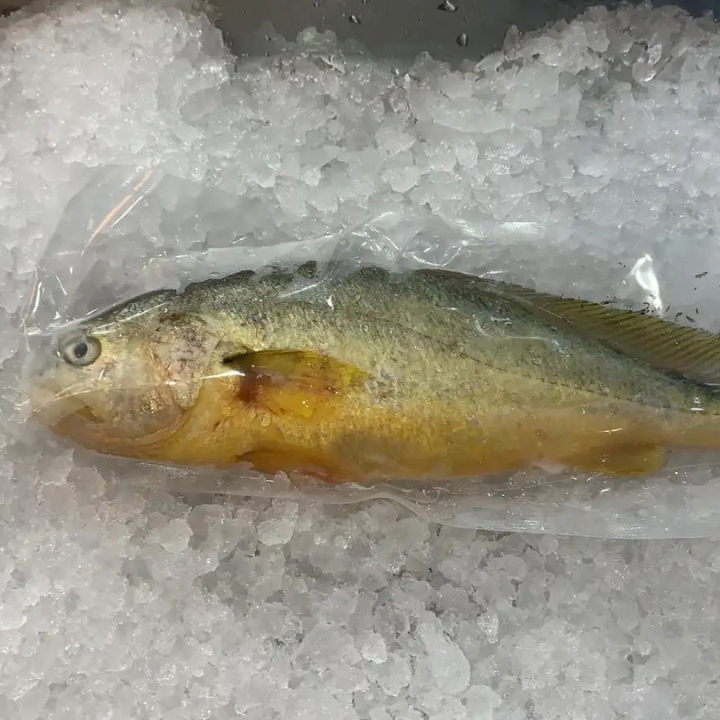 Frozen Yellow Croaker Fish - High Quality & Fresh!