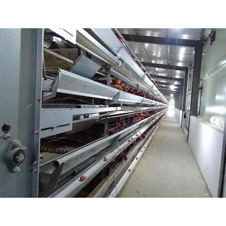 Smart Steel Poultry Farm System Multi Tier Cage & Floor Rearing for ...