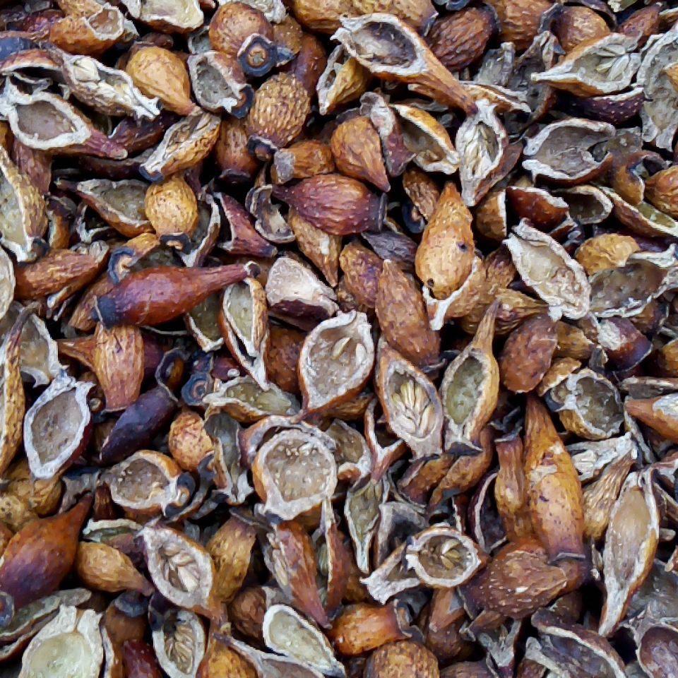 How to Choose the Best Rosehip Shell: A Complete Buying Guide
