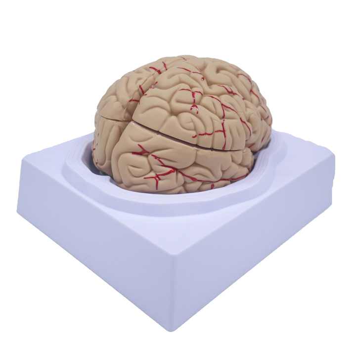 Brain Model, Brain Anatomy Model, Brainstem Model, Brain Structure ...