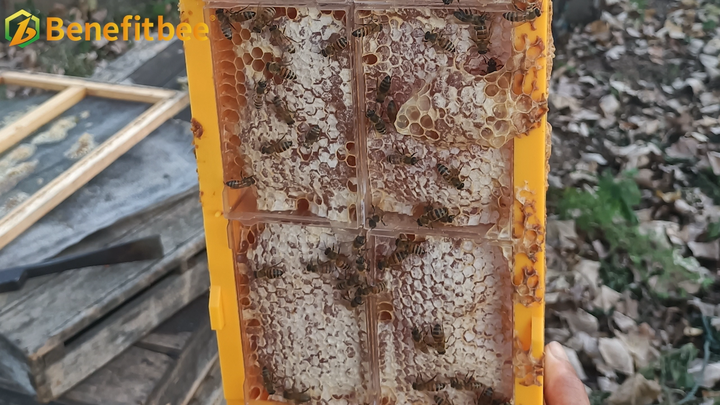 New Design Seamless Plastic Bee Frames with Comb Foundation Plastic ...