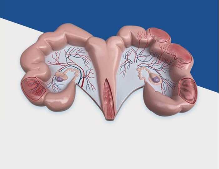 Pig Uterus Anatomical Model - Clear PVC Veterinary Aid