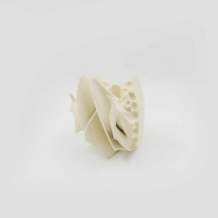 4X Magnified Ethmoid Bone Model - Anatomical Teaching & Study Aid ...