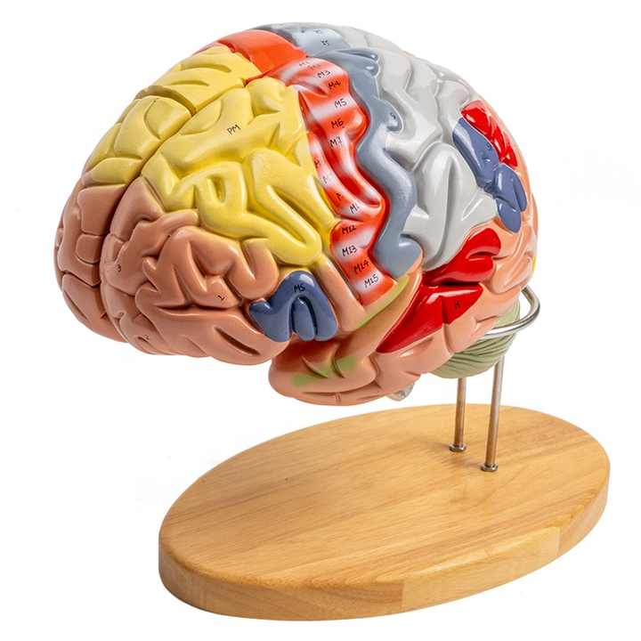 2 Times Enlarged Human Brain Anatomical Model for Education