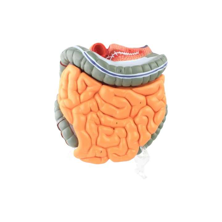 Large Intestine Anatomy Model Lifelike Colon and Ileum for Medical ...