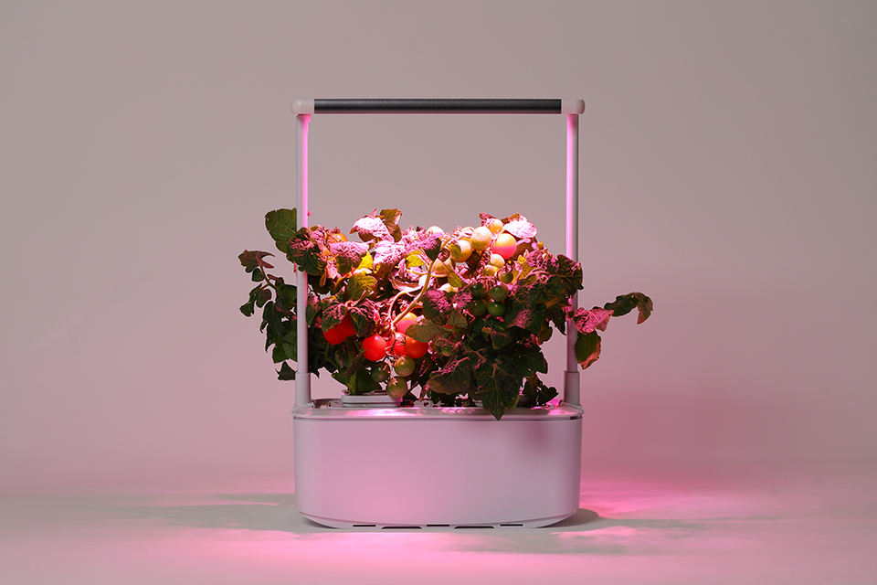 How to Choose the Best Hydroponic Plant Box for Your Needs