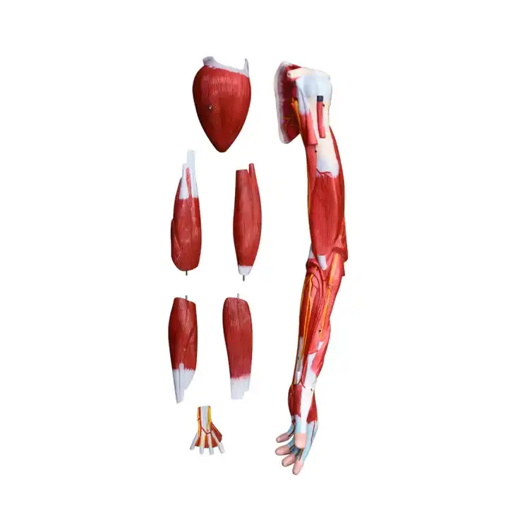 Life Size Arm Anatomy Model Advanced PVC Scientific Teaching Anatomical ...