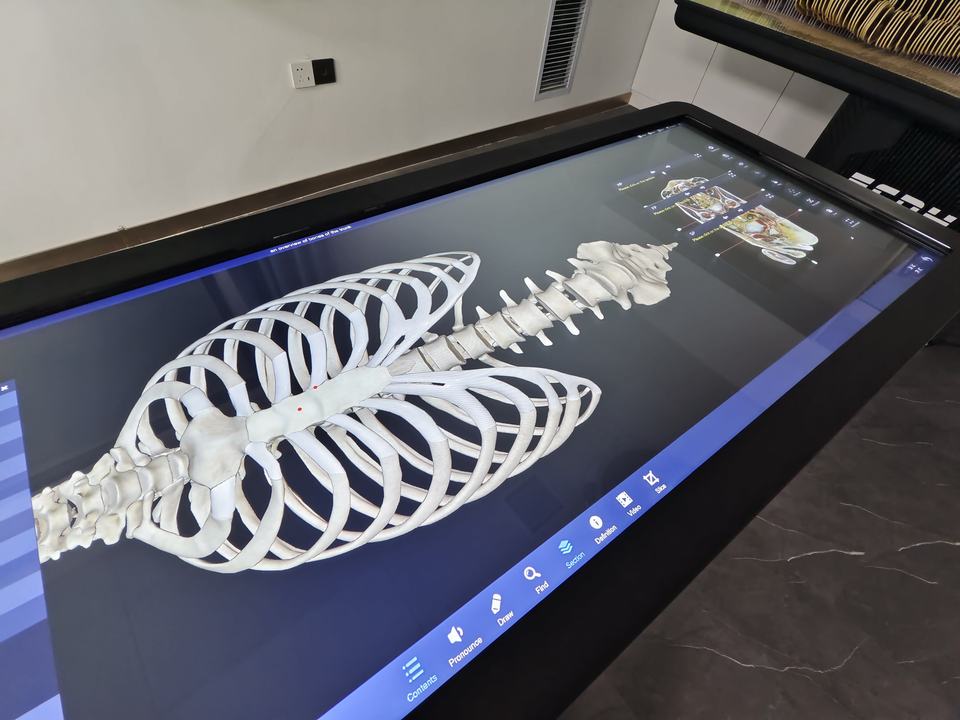 Virtual Anatomy Table - Interactive Dissection Tool
