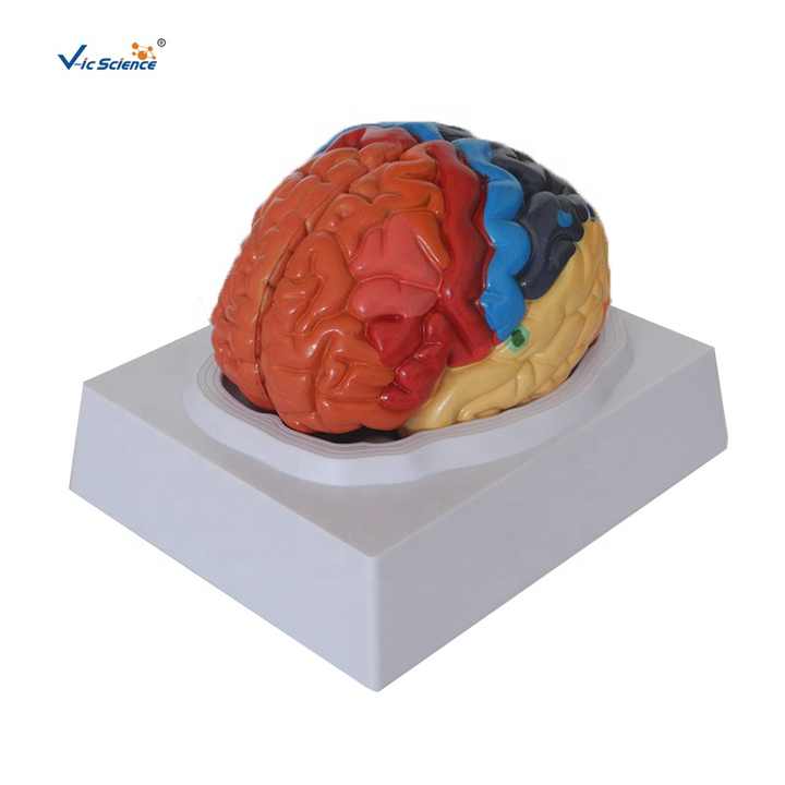 Medical Science Human Brain Anatomy Model - 3D Teaching Tool