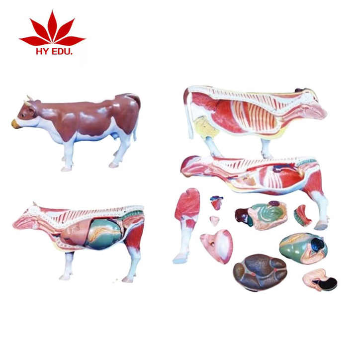 Cow Anatomy Model - 18 Detachable Parts for Education