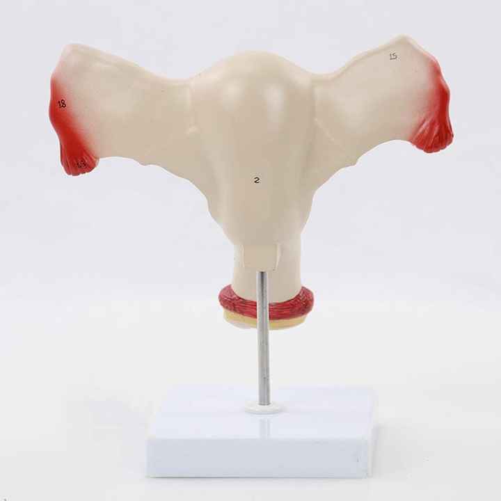 Kyrenmed Female Uterine Ovarian Model - Life Size Gynecology Teaching Tool