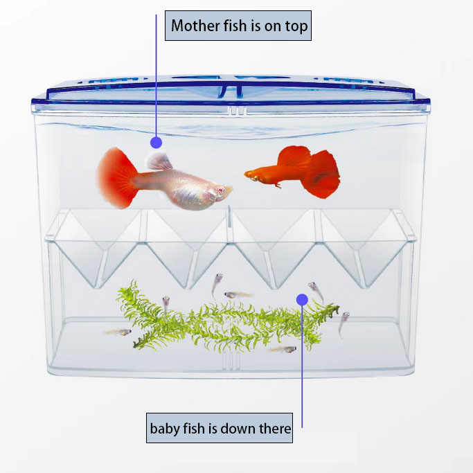 Small Fish tank Isolation Box Ornamental Fish Breeding Box Guppy ...