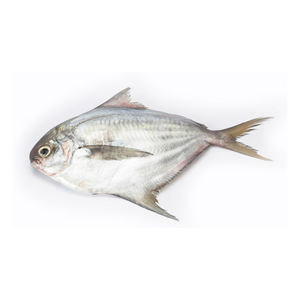 Innovative and Eco-friendly Wholesale frozen butterfish - Alibaba.com