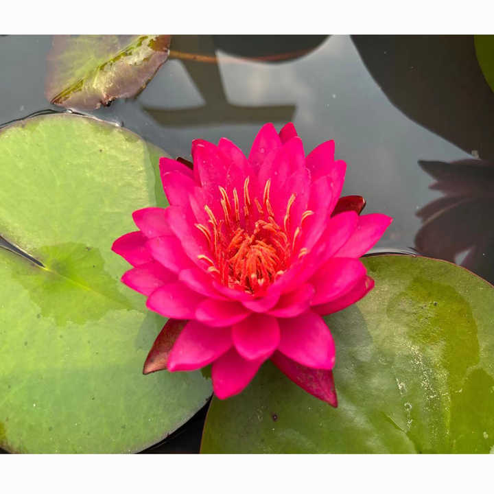 Nymphaea 'Ying Xiu Hong' - an Aquatic Plant Suitable for Garden Pond Greenhouses-Ying Xiu Hong ...
