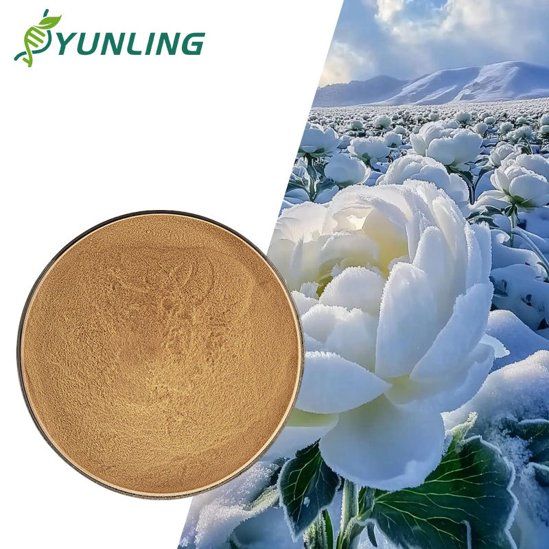 Natural Snowdrop Root Snowdrop Fruit Extract Powder Plant Extract ...