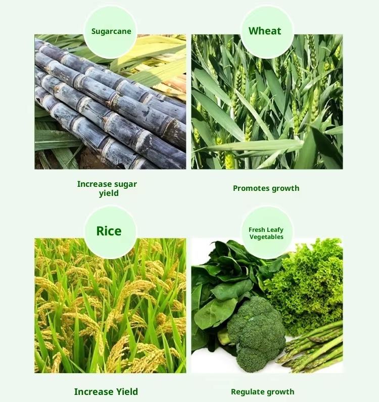 NPK Balanced Fertilizer Quick Powder Form Water-Soluble Nutrition TE ...