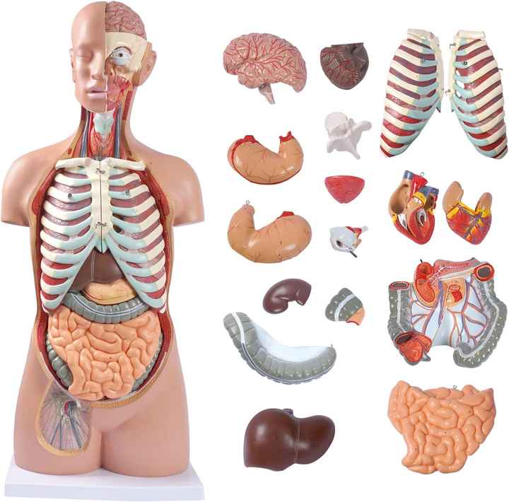 Anatomy of a Doll - Life Size Torso Model with Removable Parts
