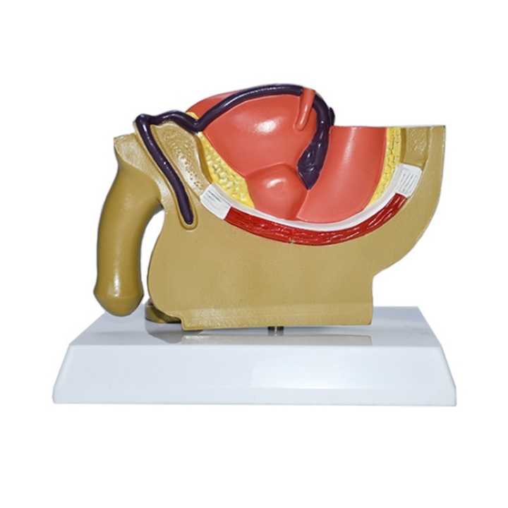 Factory Male Pelvic Anatomical Display Man Inside and Outside ...