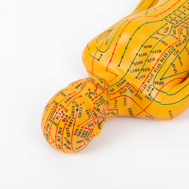 English Identification Chinese Acupuncture Model Human Acupoint ...