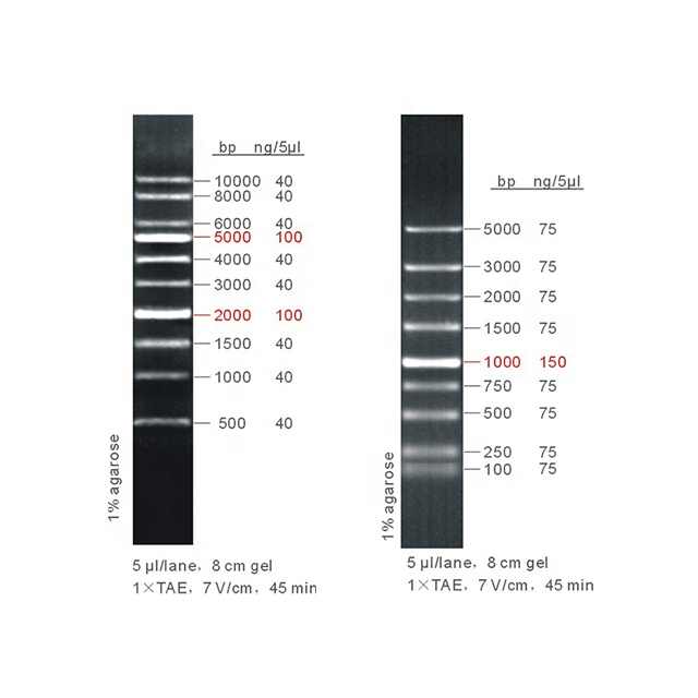 DNA Electrophoresis Ladder Marker - High Purity Reagents
