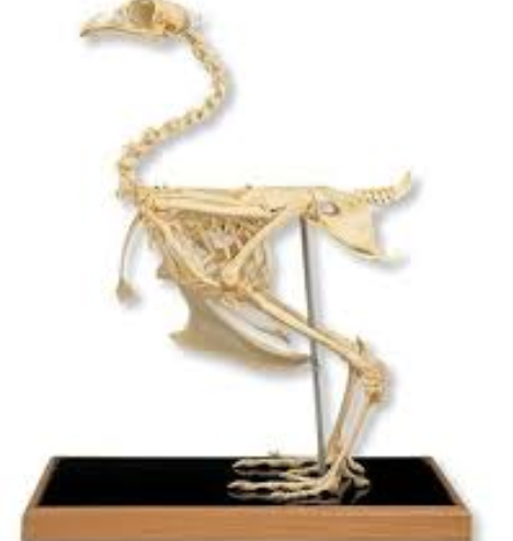 Duck Skeleton