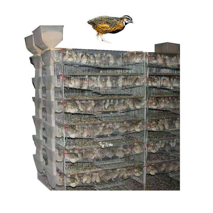 Automatic Feeding Quail Breeding Cages - Huiju Quality
