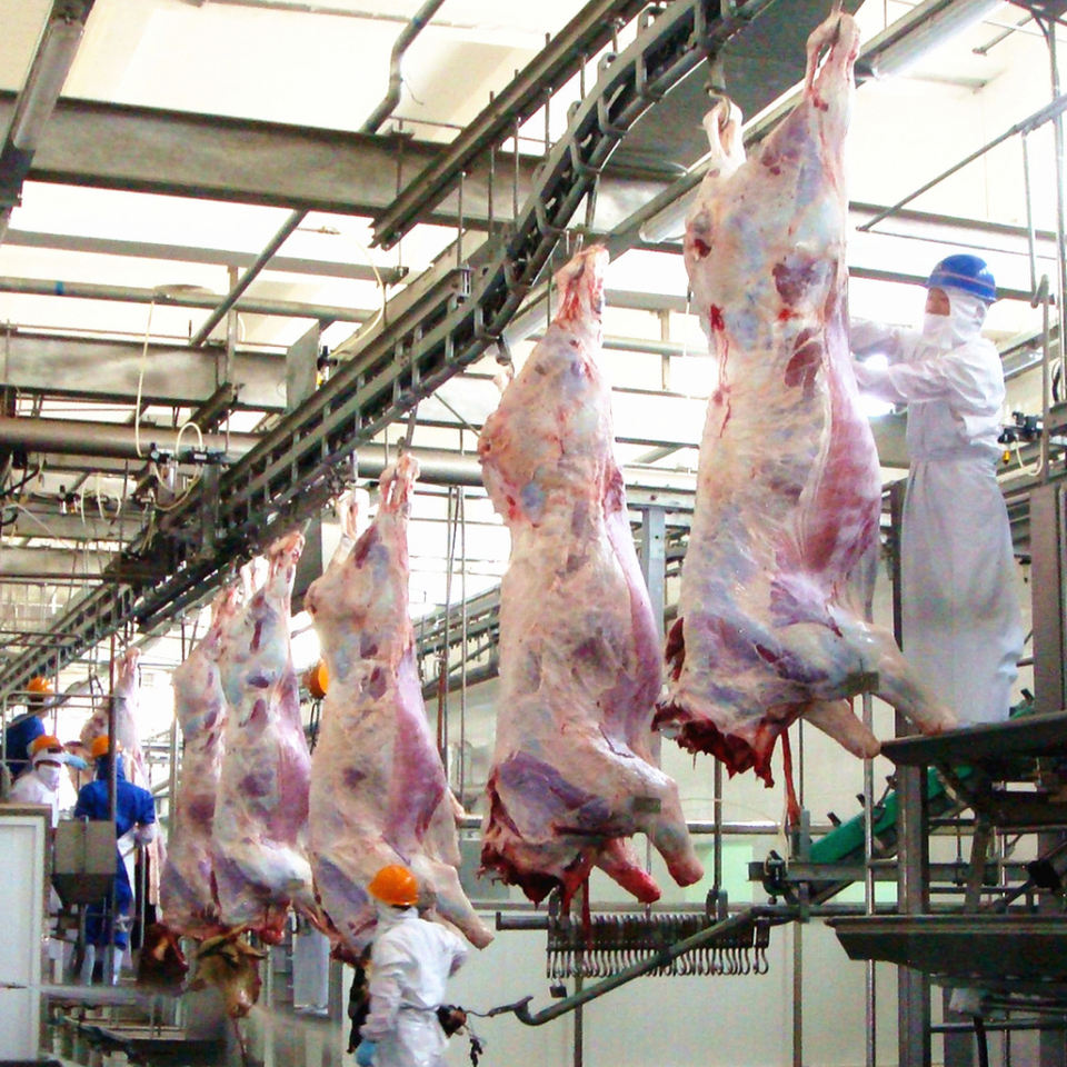 Halal Buffalo Slaughterhouse With Buffalo Slaughter Equipment Machinery ...