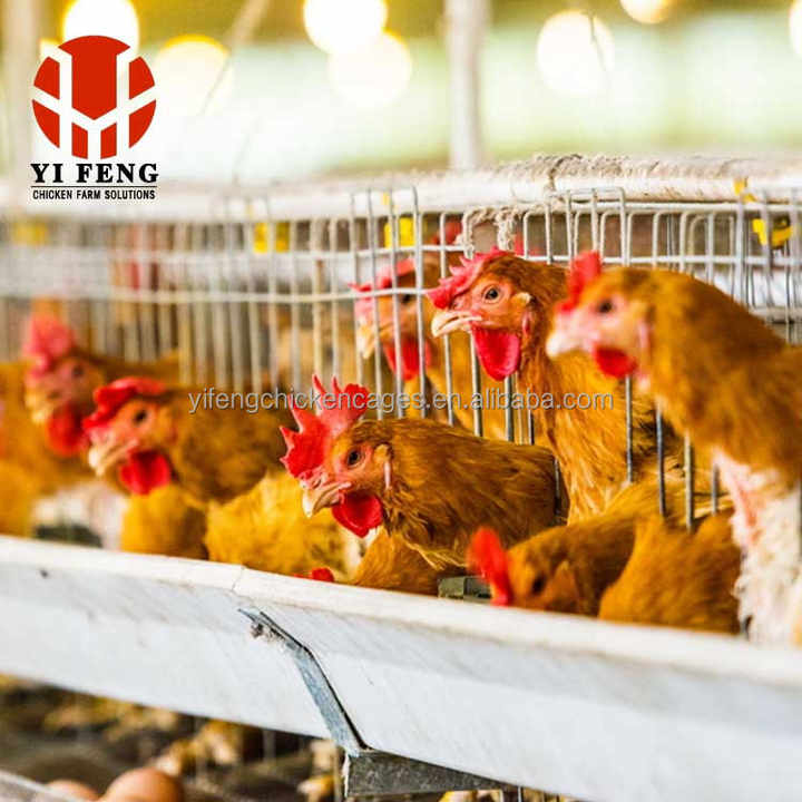 Chicken Cages for Laying Egg Chicken Cages Egg Collection 120 Birds Egg ...