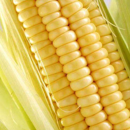 Natural and Sweet Premium Whole IQF Frozen Yellow Sweet Corn on the Cob ...