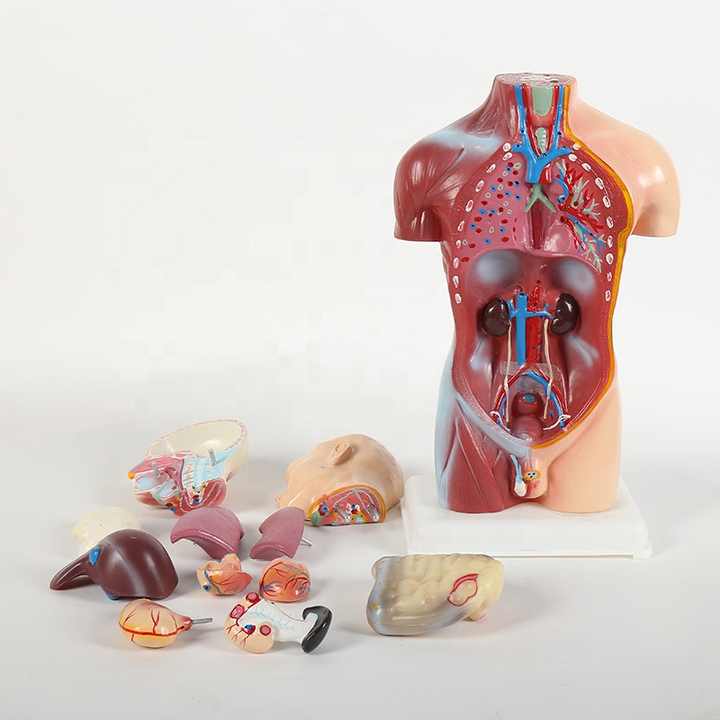 Anatomy Mannequin - 45CM Upper Torso for Medical Teaching