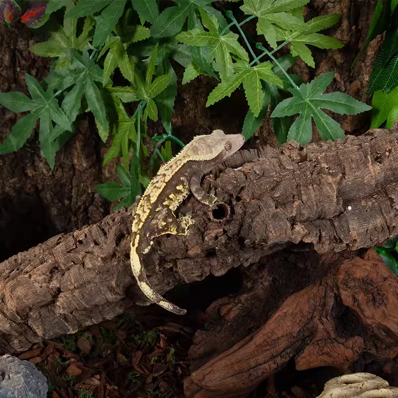 How to Choose Snake Bark: A Complete Buying Guide for 2026