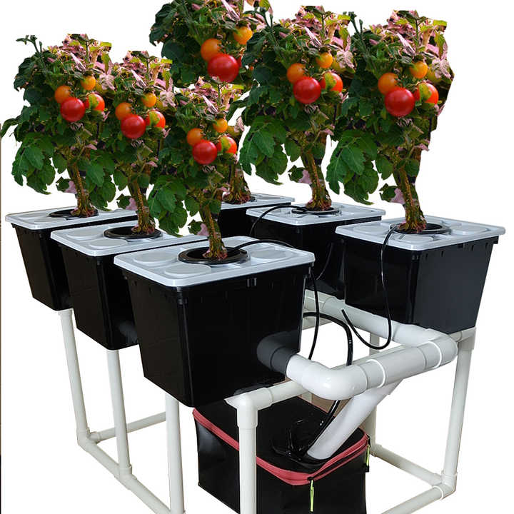 Dutch Bucket System With 6 Planter Buckets Stands Drip Irrigation Tank ...