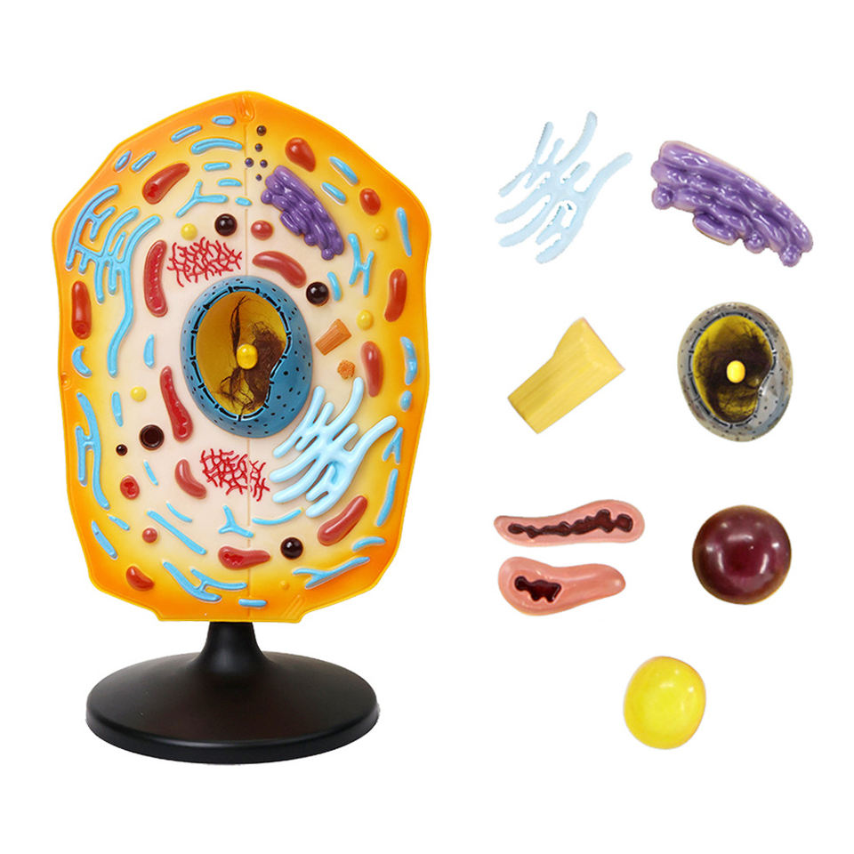 Demonstration Animal Cell Model - Educational Anatomical Model