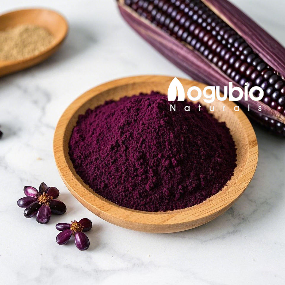 Aogubio Purple Corn Extract Anthocyanidins 3% Best Price Purple Corn ...