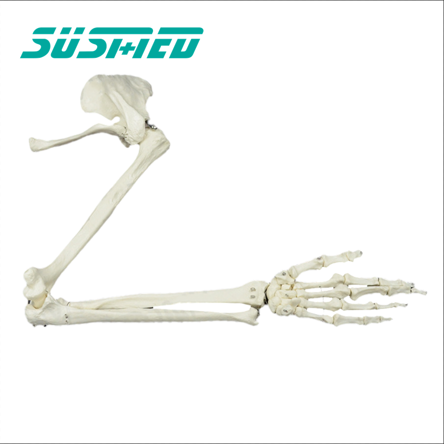 Medical Teaching Human Skeleton Arm Bone Model with Upper Limb Bone ...