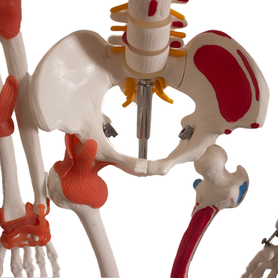 Teaching Resource Anatomy Human Skeleton Model Human Skeleton Model ...