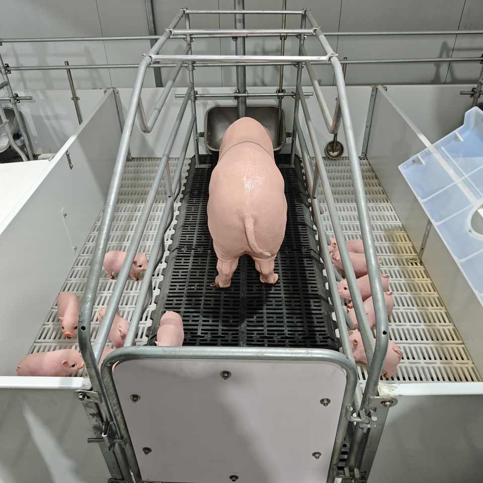 Oem Ready Safe Design Sow Breeding Equipment Durable Sow Cage for Farm ...